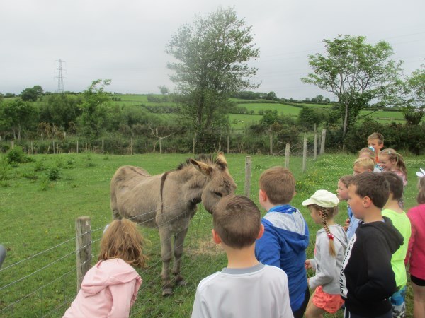 Year 4, 5 & Class A Trip to Sperrin Fun Farm - St Brigids Primary School