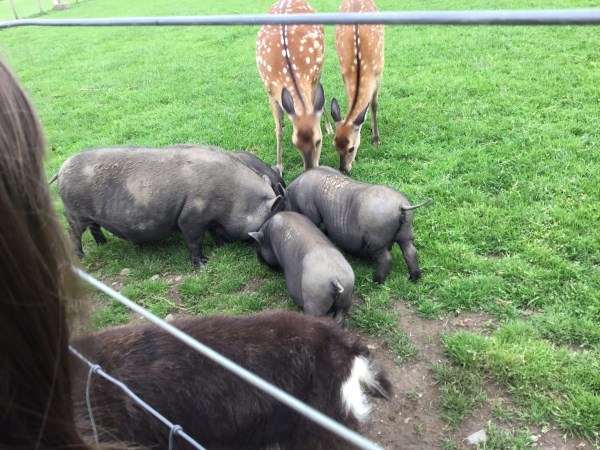 Year 4, 5 & Class A Trip to Sperrin Fun Farm - St Brigids Primary School